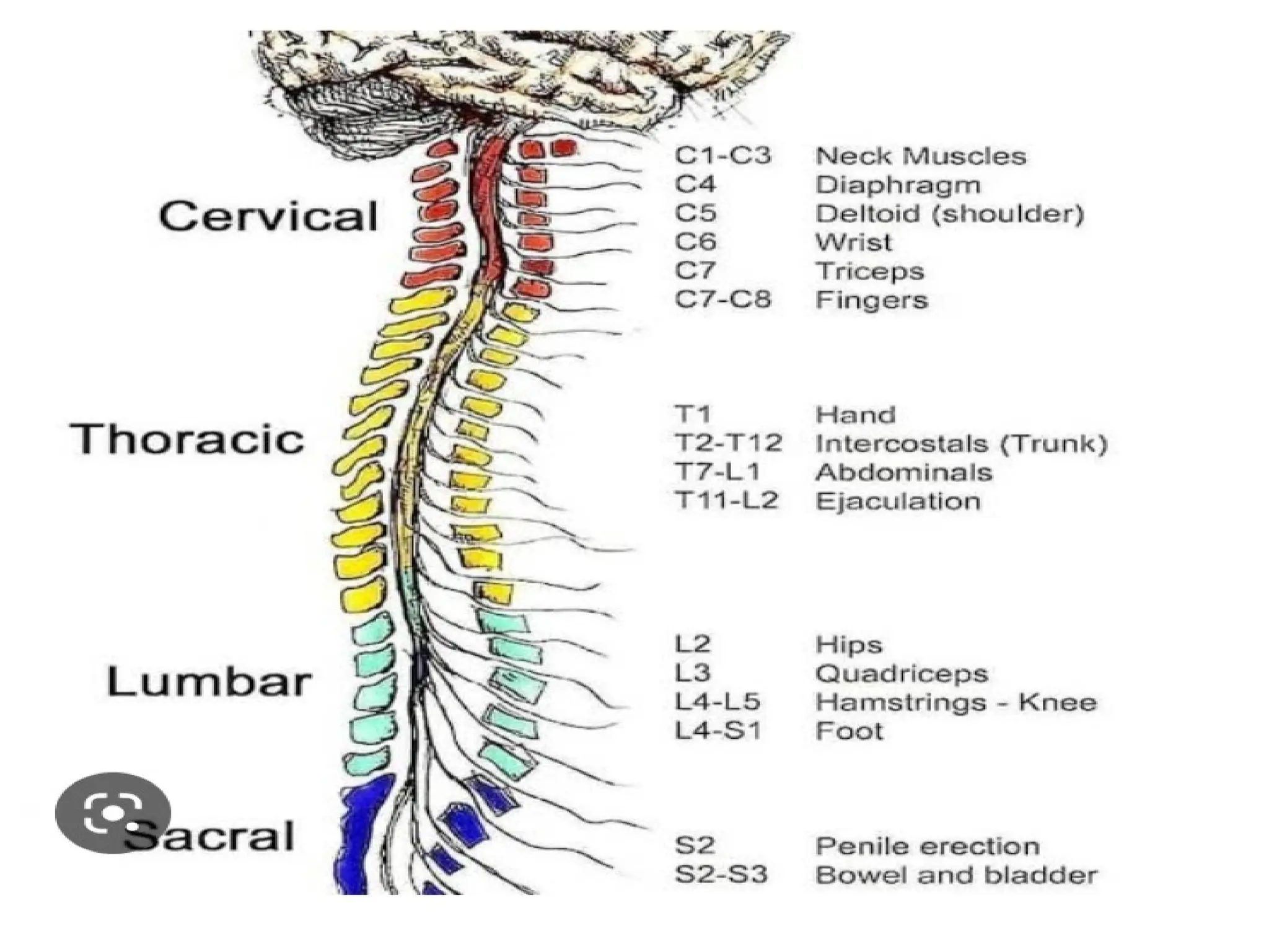 Spinal Nerves Presentation Anatomy and Physiology | PPTX