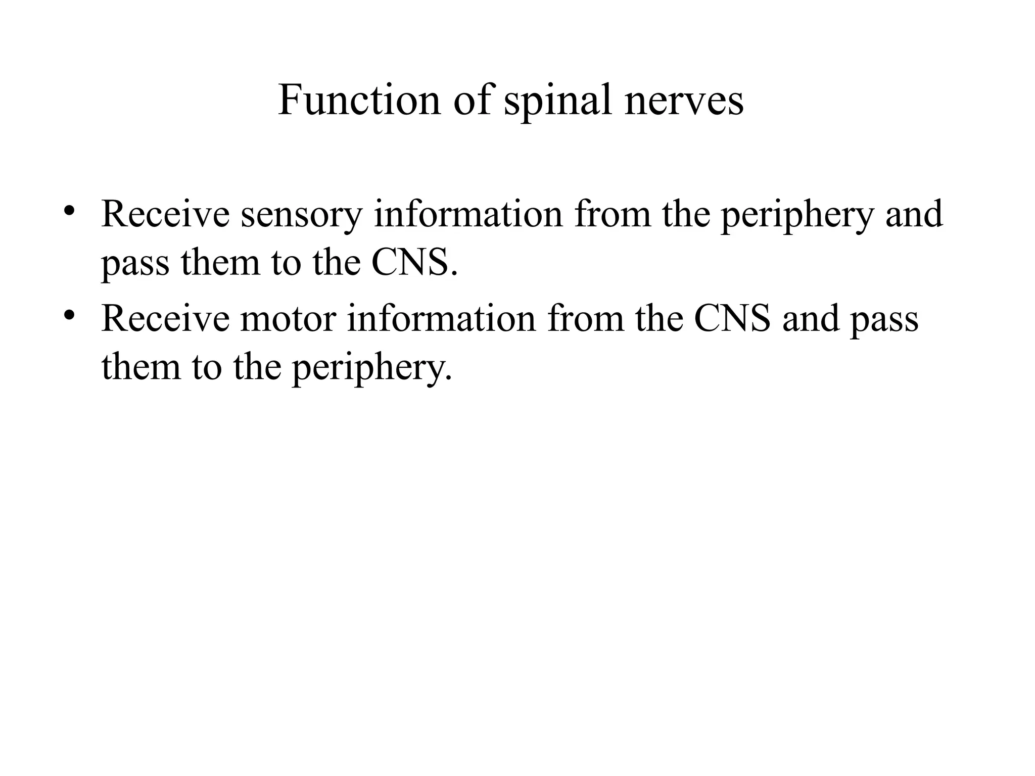Spinal Nerves Presentation Anatomy and Physiology | PPTX