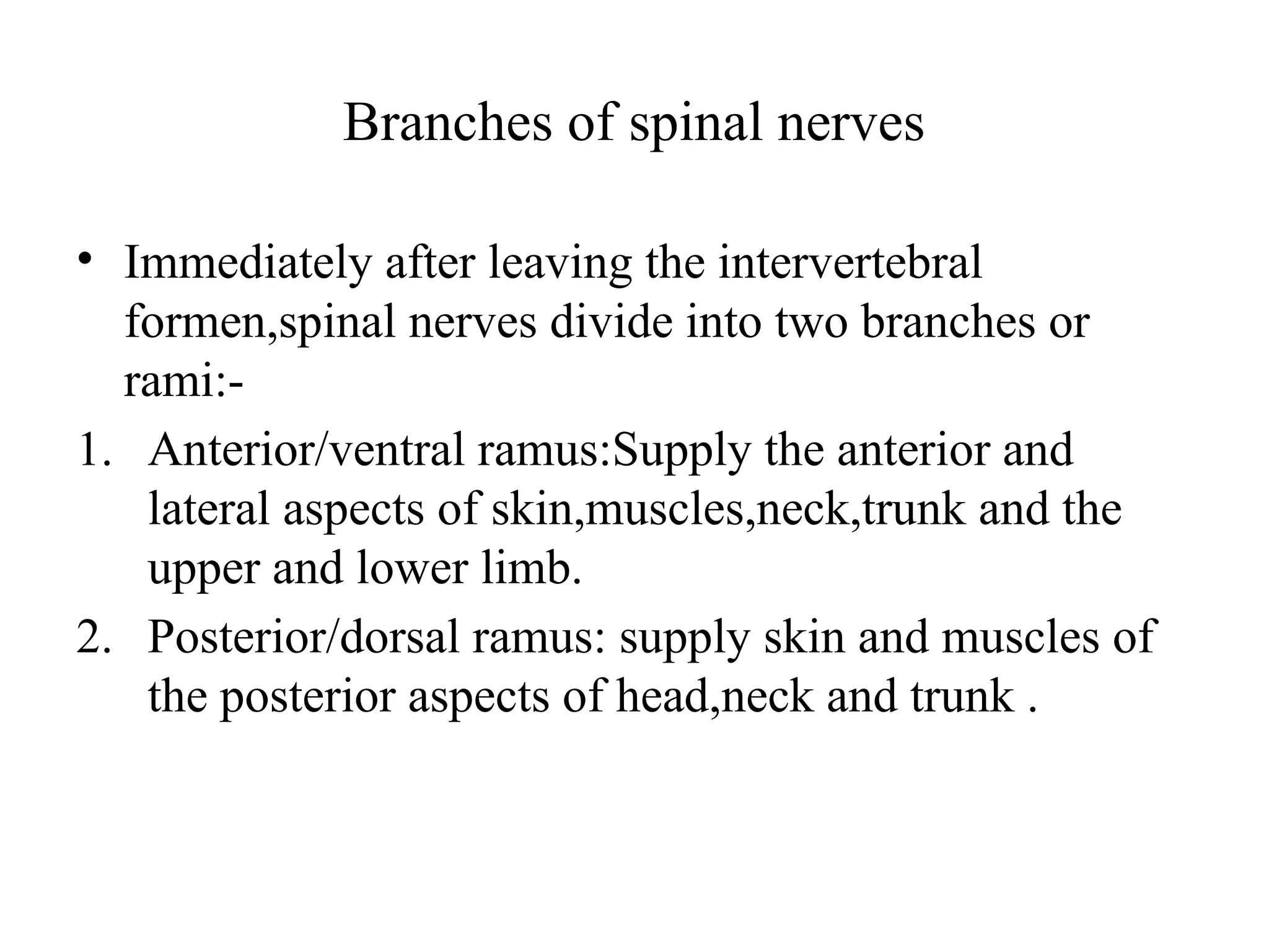 Spinal Nerves Presentation Anatomy and Physiology | PPTX