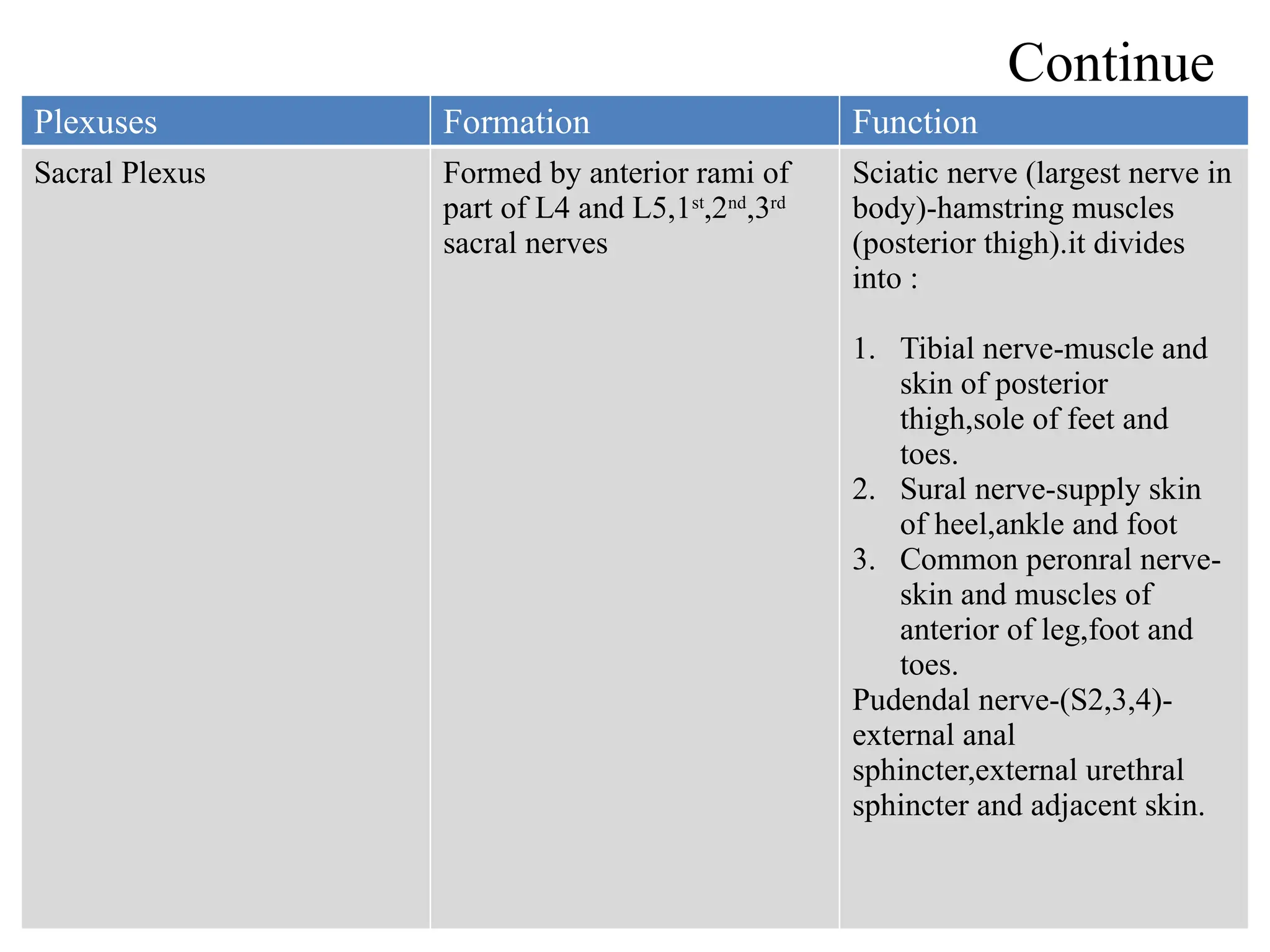 Spinal Nerves Presentation Anatomy and Physiology | PPTX