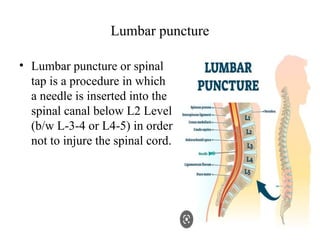 Spinal Nerves Presentation Anatomy and Physiology | PPTX