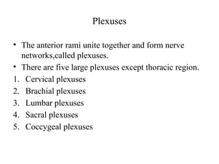Spinal Nerves Presentation Anatomy and Physiology | PPTX