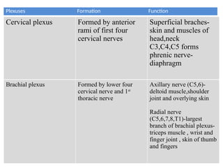Spinal Nerves Presentation Anatomy and Physiology | PPTX