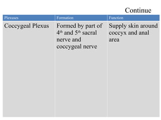 Spinal Nerves Presentation Anatomy and Physiology | PPTX