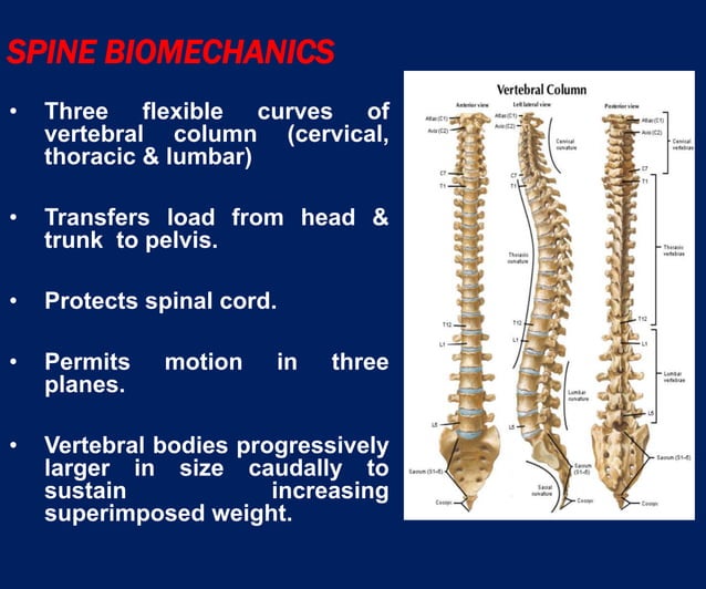 Spinal orthosis dr.aliaa | PPTX
