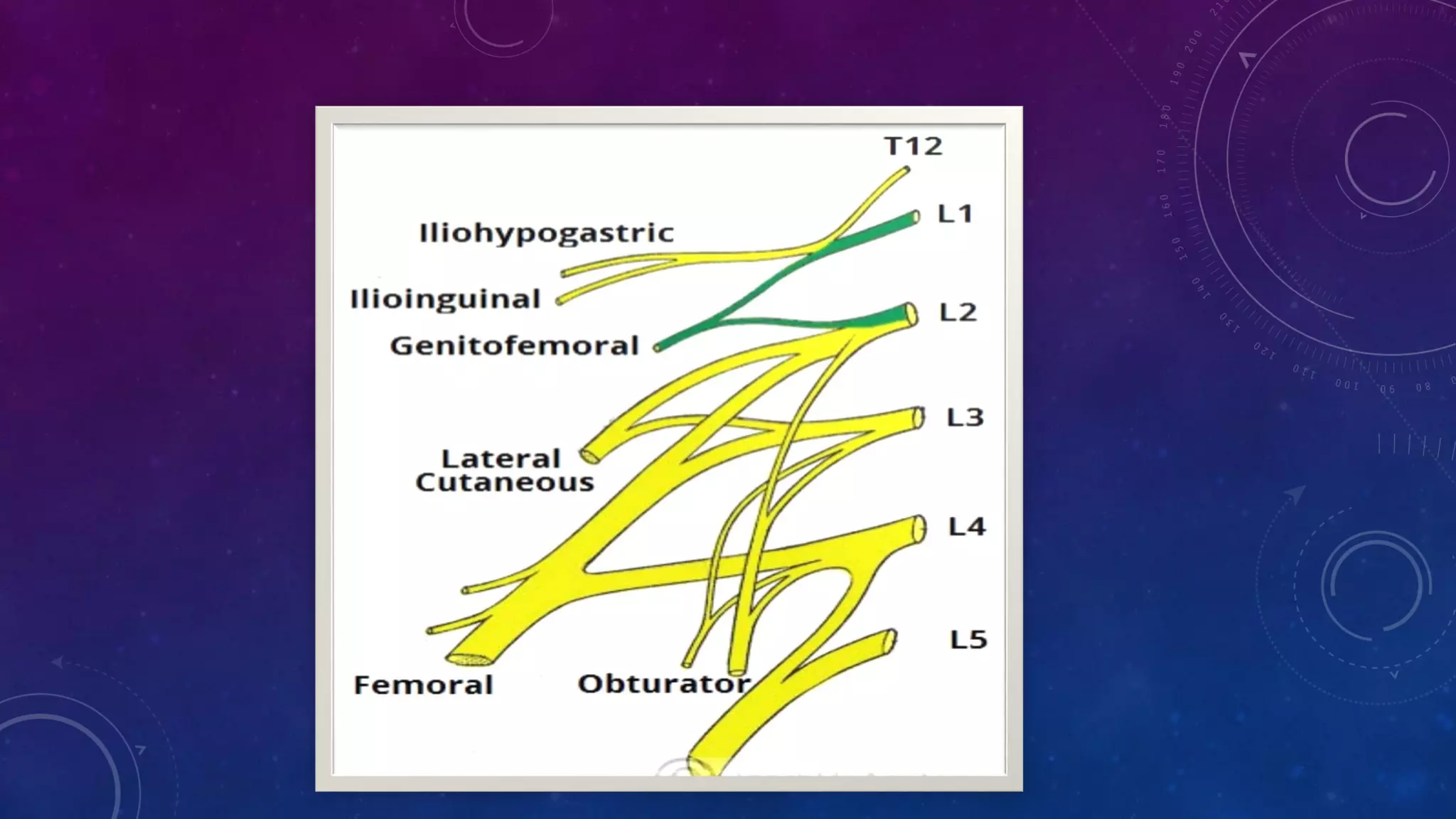 Spinal plexuses | PDF