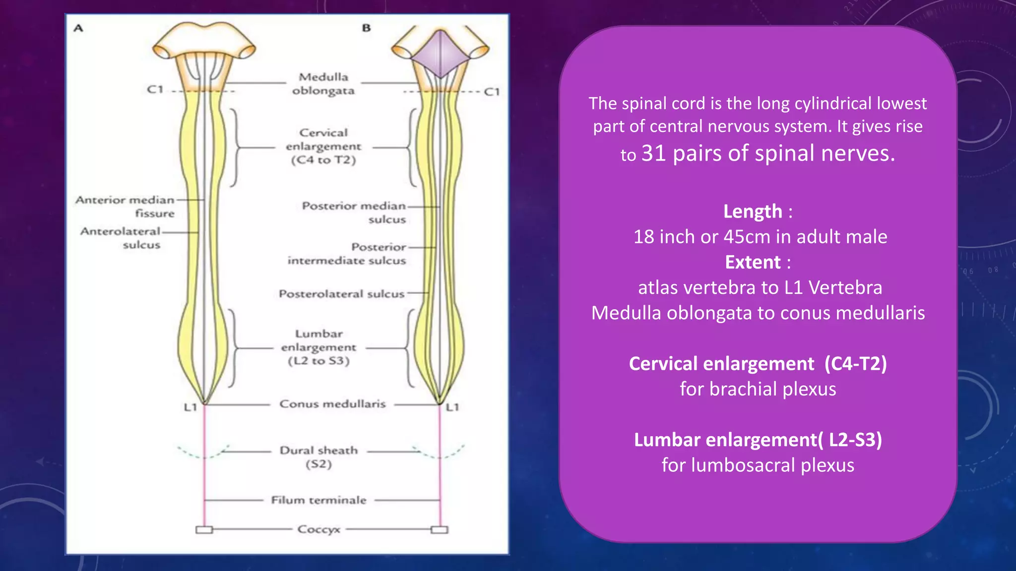 Spinal plexuses | PDF