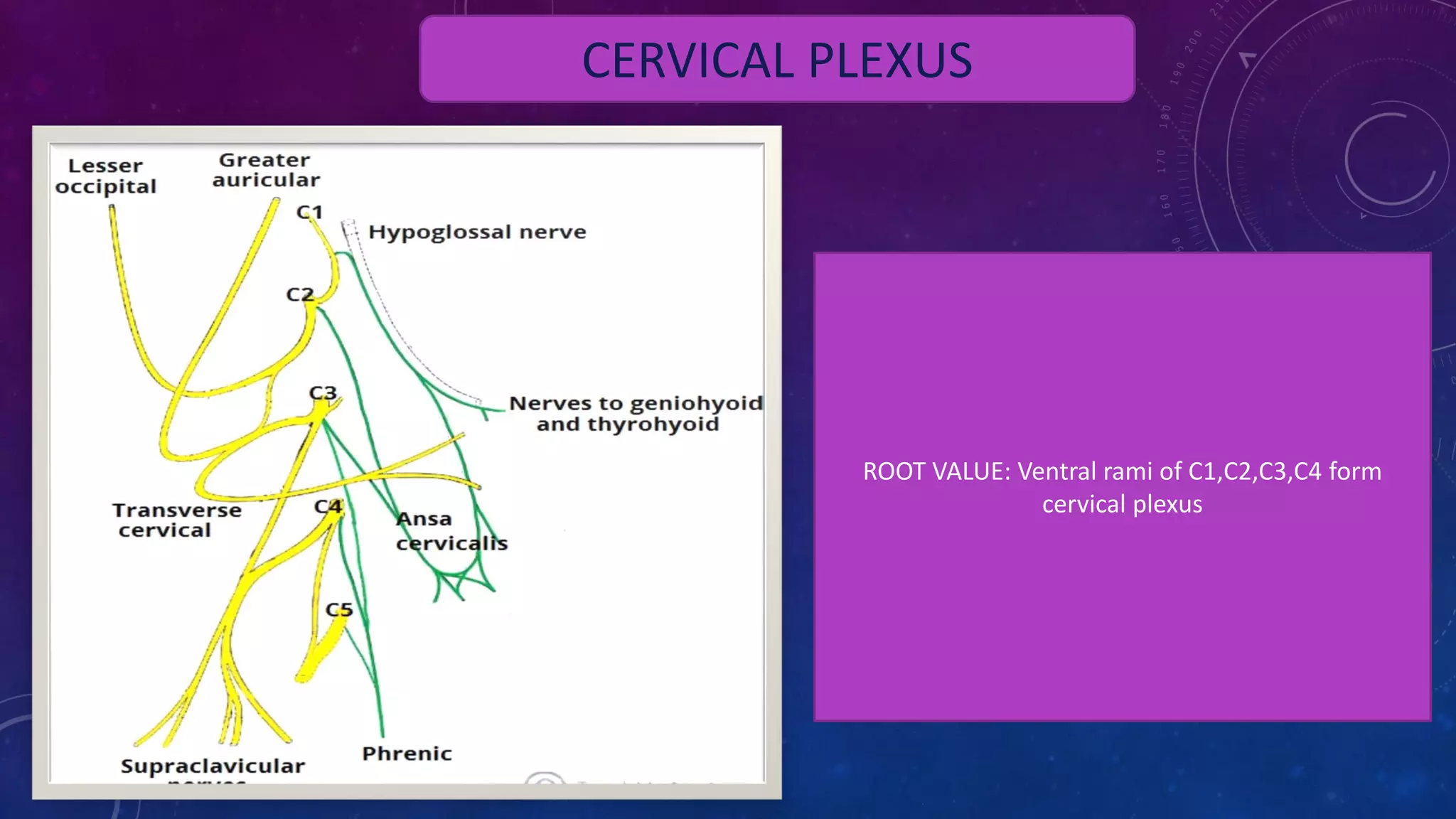 Spinal plexuses | PDF