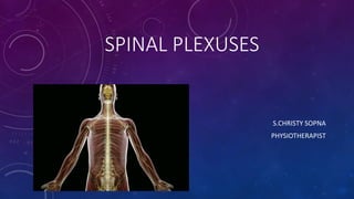Spinal plexuses | PDF