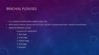 Spinal plexuses | PDF