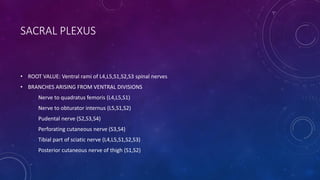 Spinal plexuses | PDF