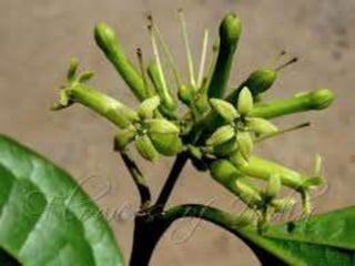 Spinal poisons | PPTX | Chemistry | Science