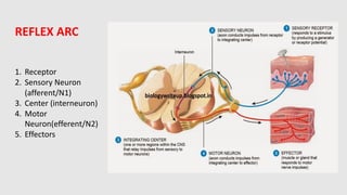 Comprehensive Overview of Spinal Reflexes and Muscle Tone Mechanisms | PDF