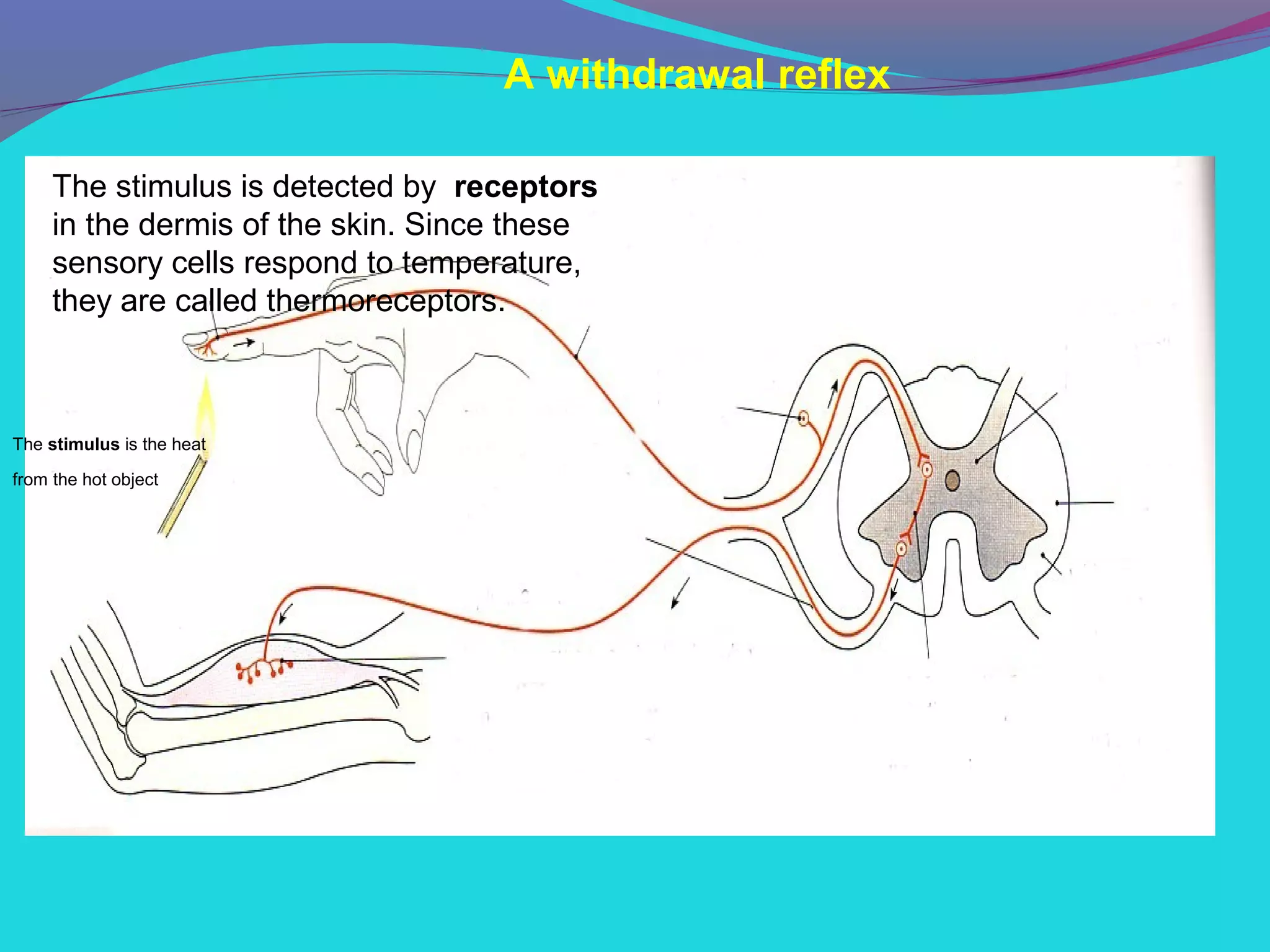 Spinal reflexes 9- | PPT