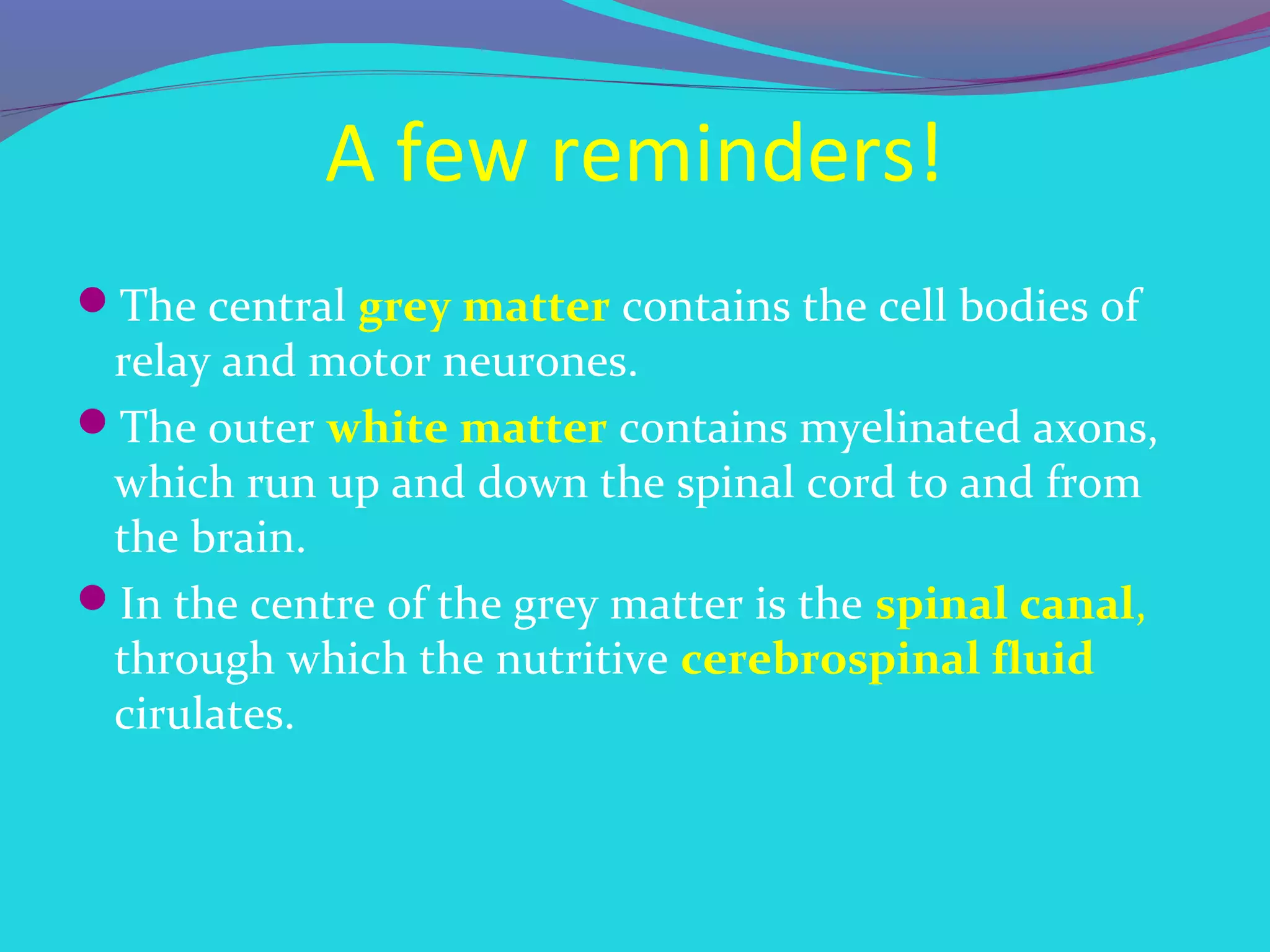 Spinal reflexes 9- | PPT