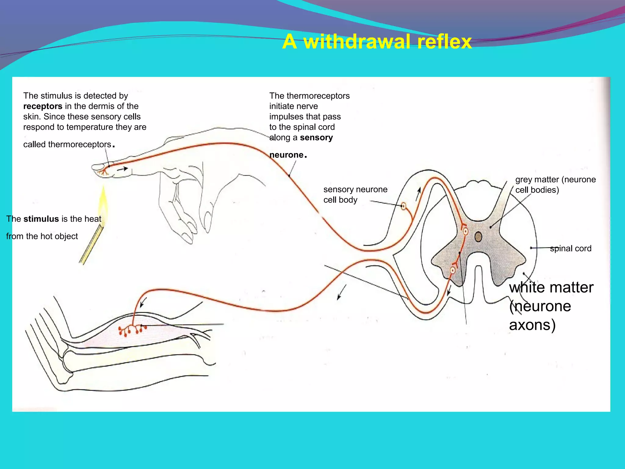 Spinal reflexes 9- | PPT