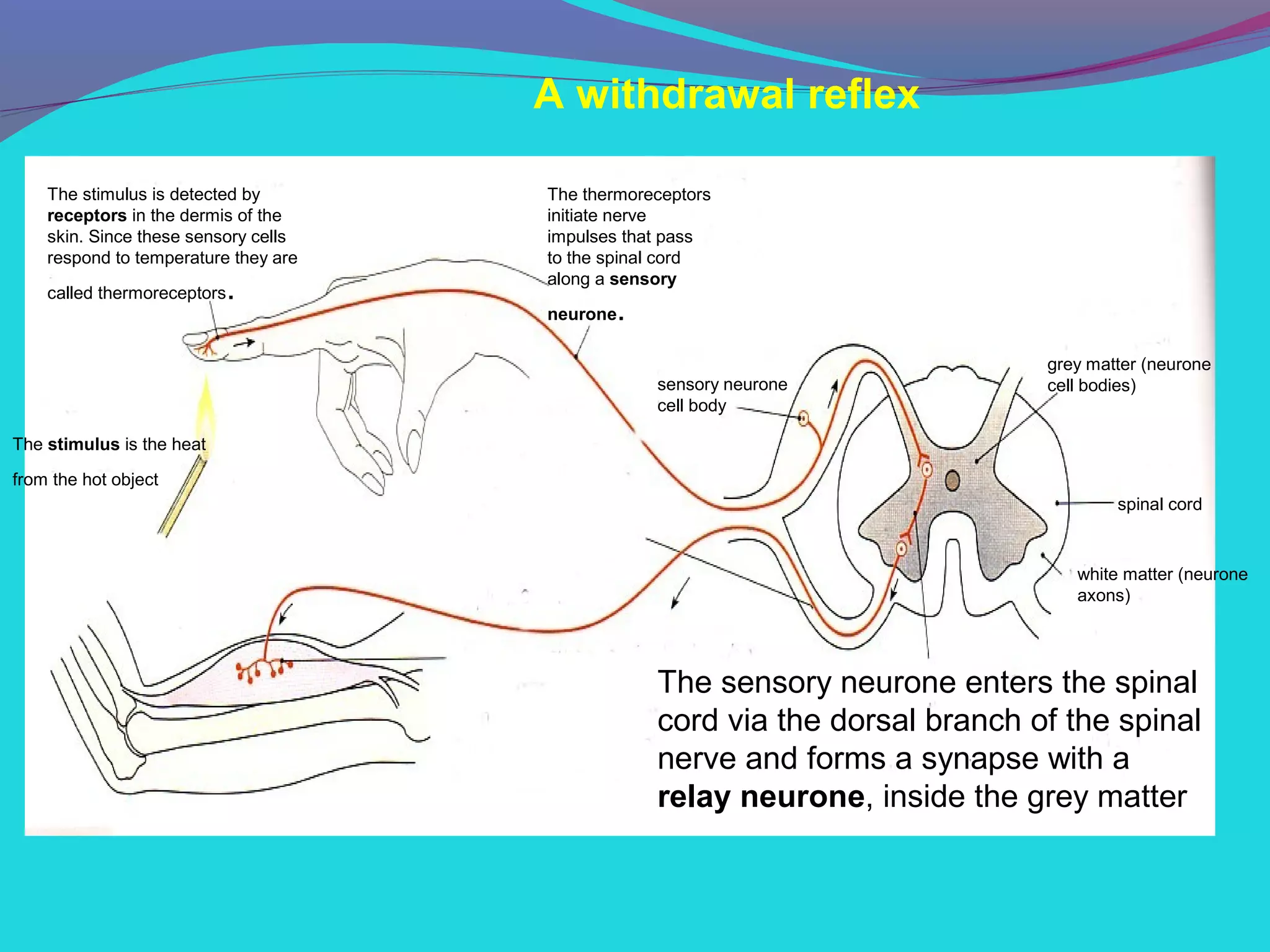 Spinal reflexes 9- | PPT