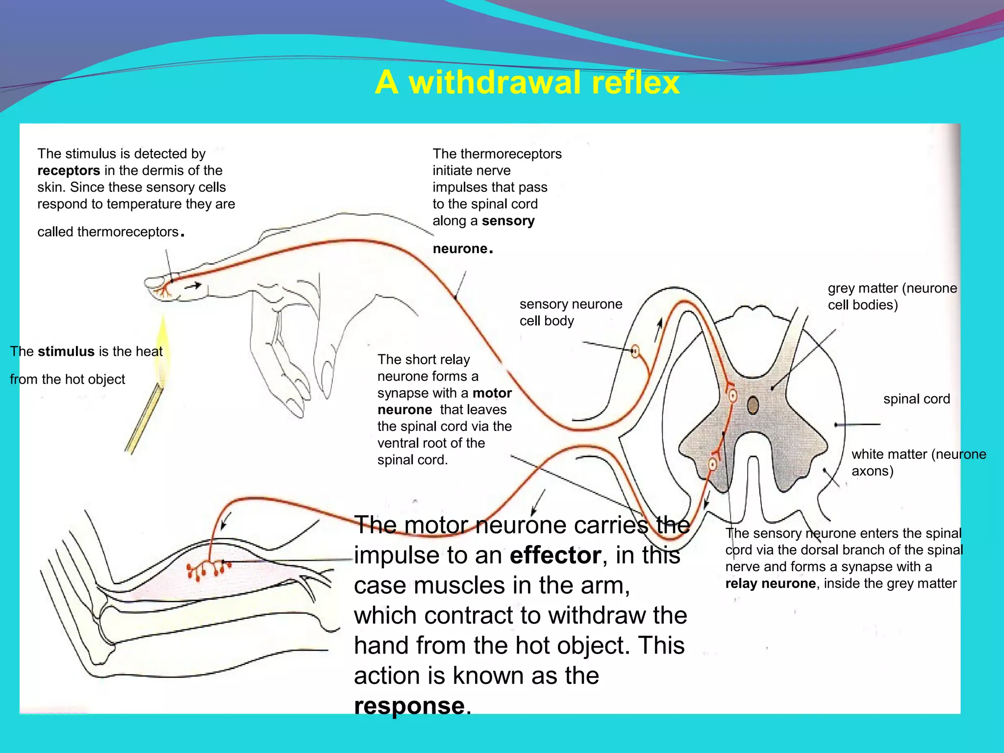 Spinal reflexes 9- | PPT