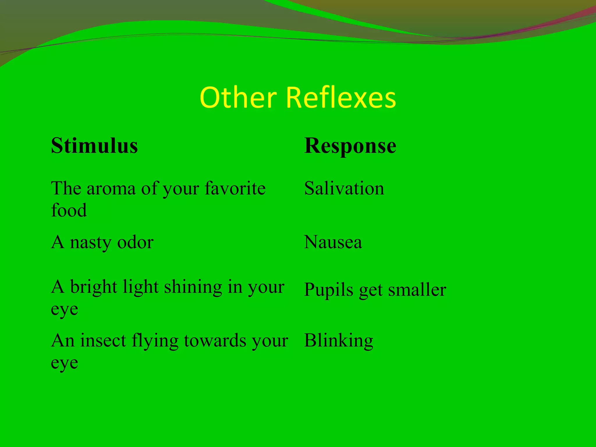 Spinal reflexes 9- | PPT