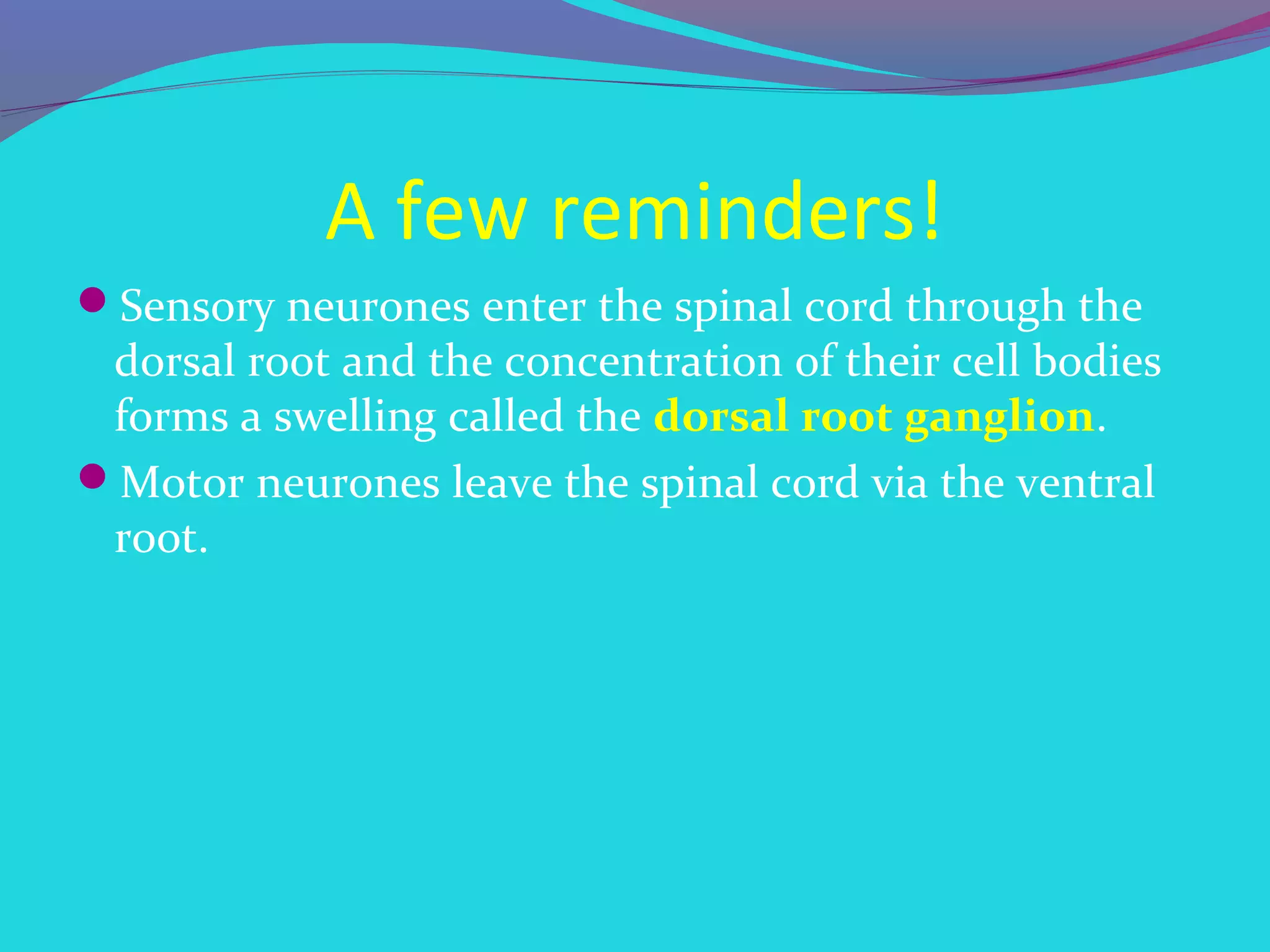 Spinal reflexes 9- | PPT