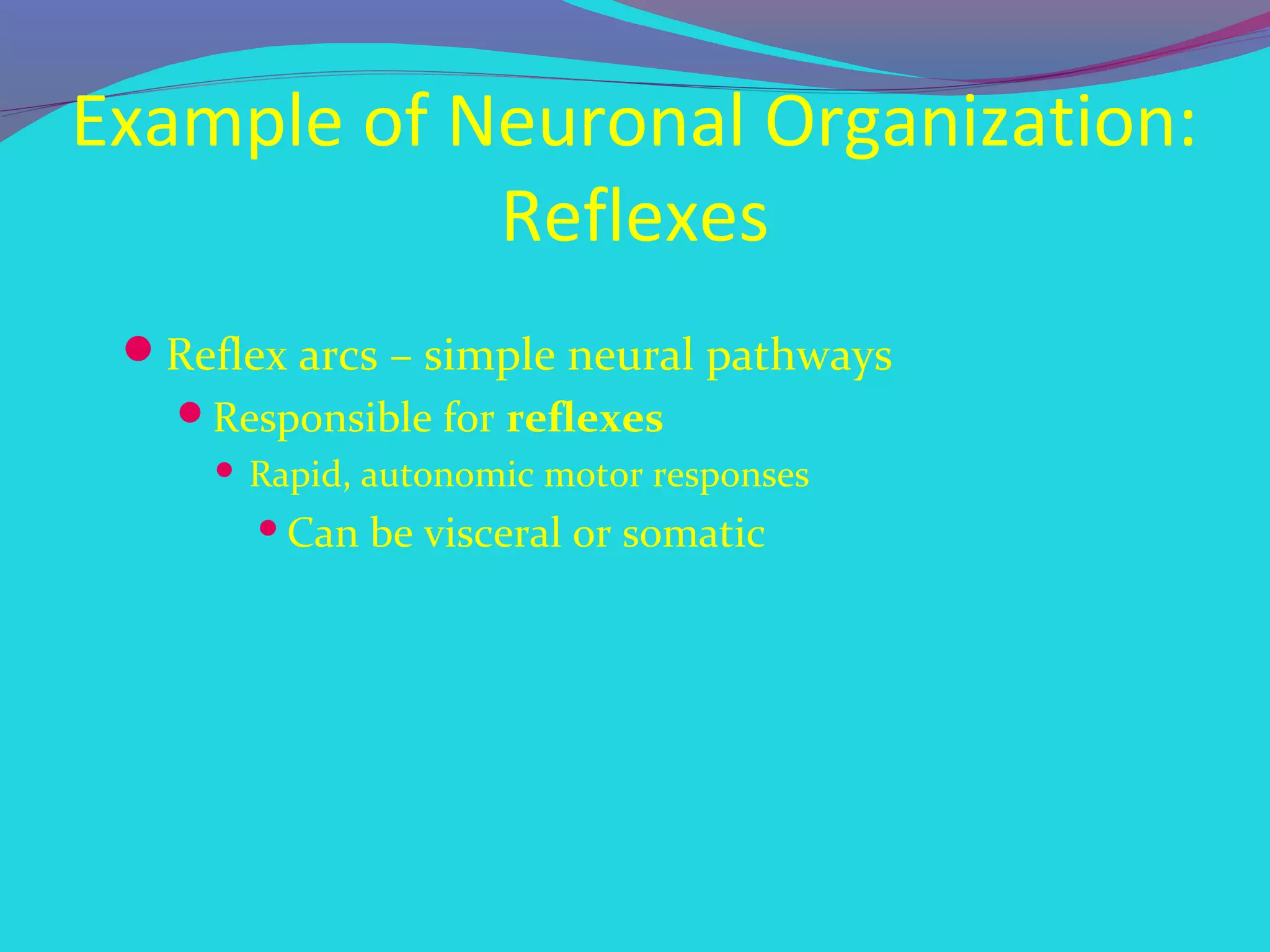 Spinal reflexes 9- | PPT