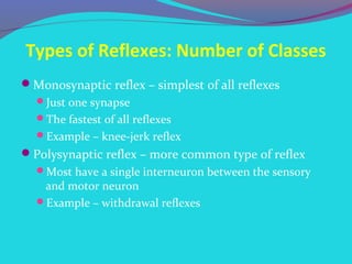 Spinal reflexes 9- | PPT