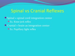 Spinal reflexes 9- | PPT