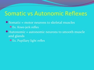 Spinal reflexes 9- | PPT