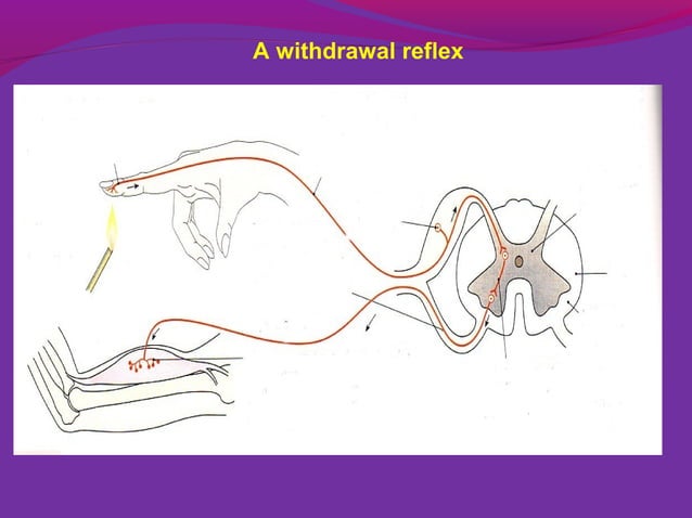 Spinal reflexes 9- | PPT | Free Download