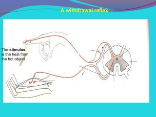 Spinal reflexes 9- | PPT