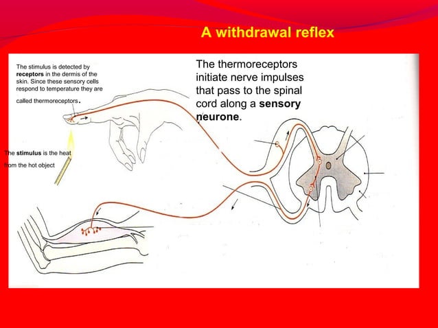 Spinal reflexes 9- | PPT