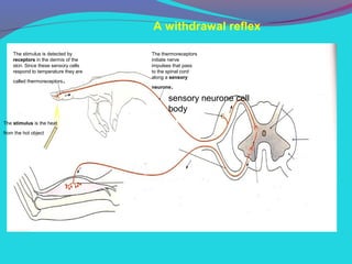 Spinal reflexes 9- | PPT