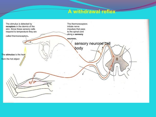 Spinal reflexes 9- | PPT