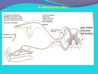 Spinal reflexes 9- | PPT