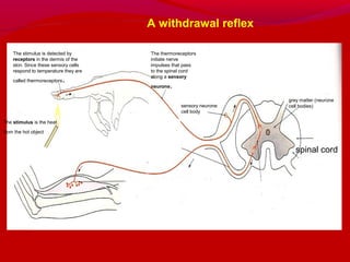 Spinal reflexes 9- | PPT