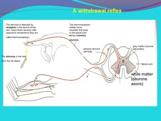 Spinal reflexes 9- | PPT