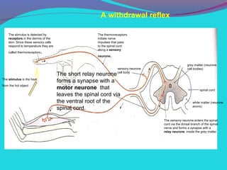 Spinal reflexes 9- | PPT
