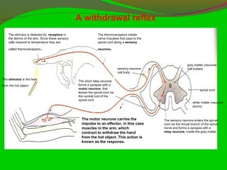 Spinal reflexes 9- | PPT