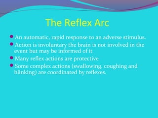 Spinal reflexes 9- | PPT