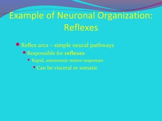 Spinal reflexes 9- | PPT