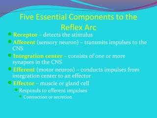 Spinal reflexes 9- | PPT