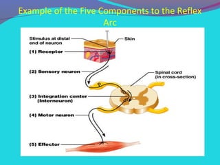 Spinal reflexes 9- | PPT