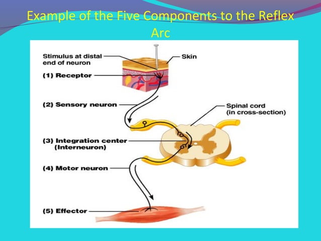 Spinal reflexes 9- | PPT
