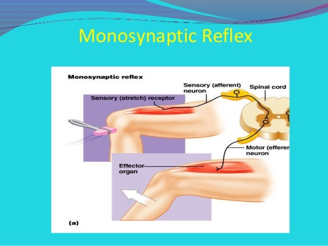 Spinal reflexes 9-