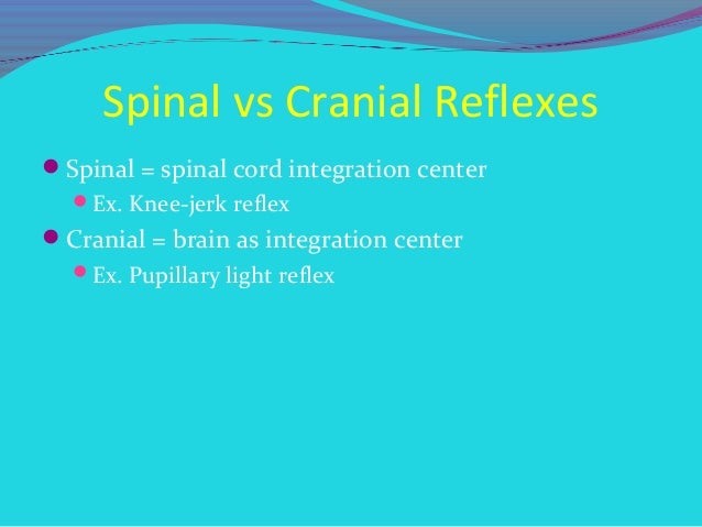 Spinal reflexes 9-