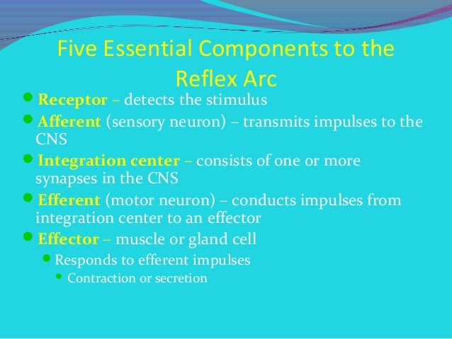 What Are The Five Components Of The Visceral Reflex Arc