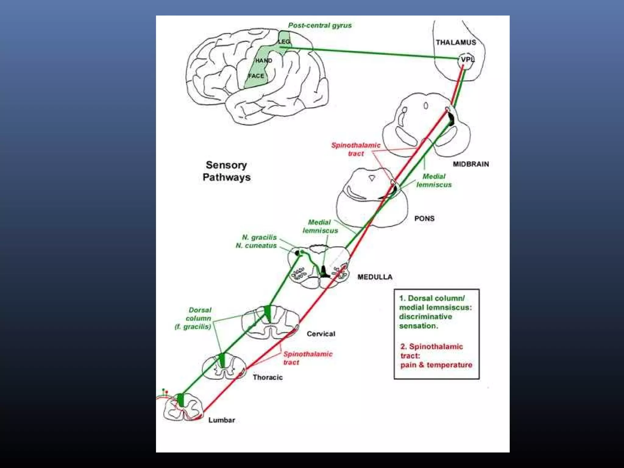 Spinal shock Physiology | PPT