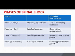 Spinal shock | PPTX