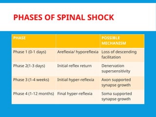 spinal shock vs neurogenic shock (1).pptx