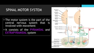 Spinal somatic sensory and motor system | PPT